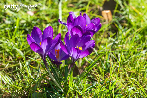 First signs of spring 이미지 (2045787001) - 게티이미지뱅크