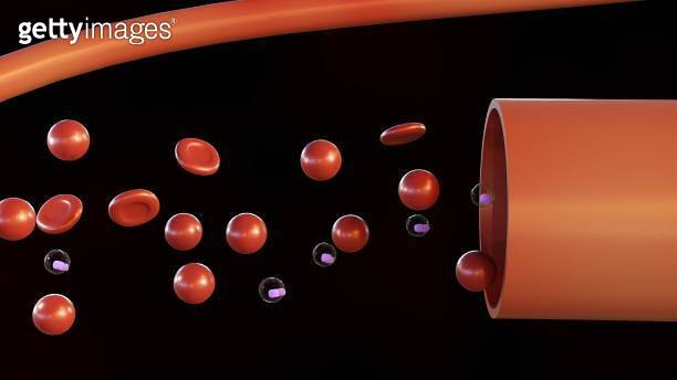 a red blood cell (RBC) that is spherical in shape or spherocyte 이미지 ...