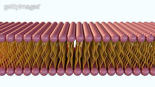 3d rendering of lipid monolayer on archaea membrane 이미지 (2158366192 ...