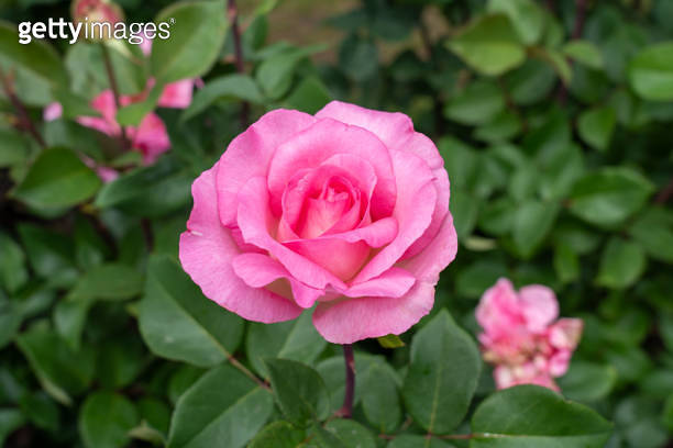 Rose (Rosa 'Beverly') flower in a garden. United States. 이미지 ...