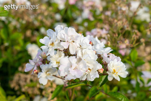Gourmet Popcorn Miniature Rose in a garden. California, United States ...