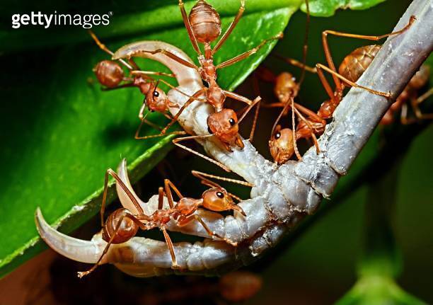 Ants Biting and Dragging Bird Claw to nest - animal behavior. 이미지 ...