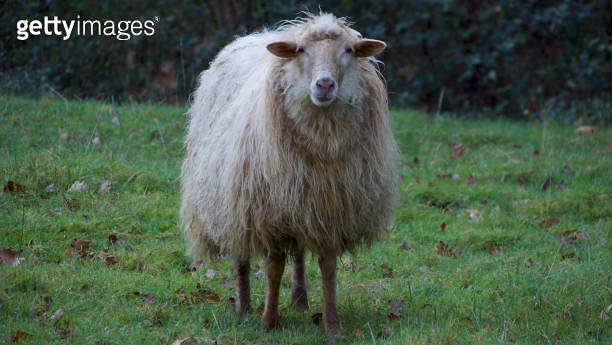 Calm sheep looking in a green grass meadow 이미지 (1922950151) - 게티이미지뱅크