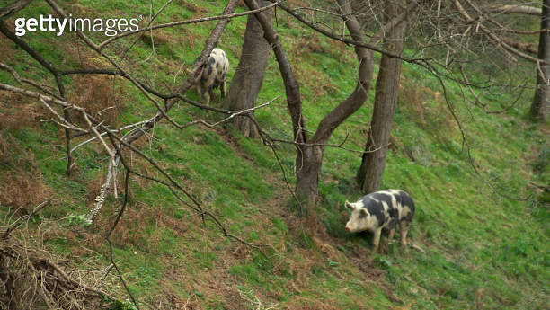 Two sows eating between trees on the slope of a forest 이미지 (1927414426 ...