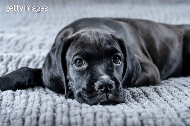 a young beautiful black Labrador puppy with shiny fur lies and rests on ...