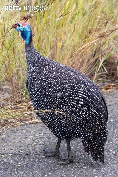 Helmeted Guinea Fowl (Gewone Tarentaal) (Numida meleagris) ) in the ...