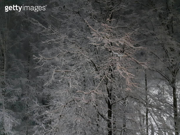 Blizzard. The tree is covered with snow-white snow. Night in the city ...