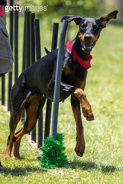Doberman in an agility competition at Pretoria Shepherd Dog Club ...