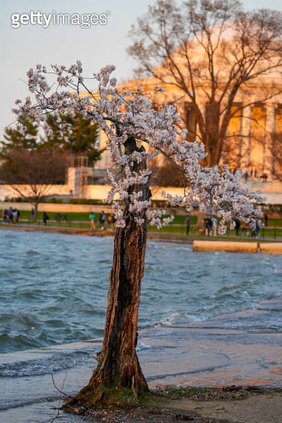 Stumpy, the famous Washington DC cherry blossom tree, in full bloom ...