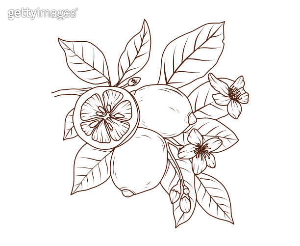 Lemon fruit line art. Slice of citrus orange branch sketch. Hand drawn ...