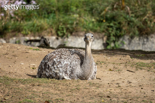 Darwin's rhea, Rhea pennata also known as the lesser rhea. 이미지 ...
