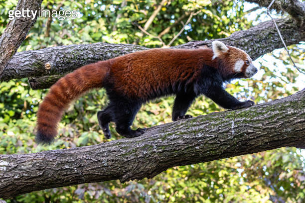The red panda, Ailurus fulgens, also called the lesser panda. 이미지 ...