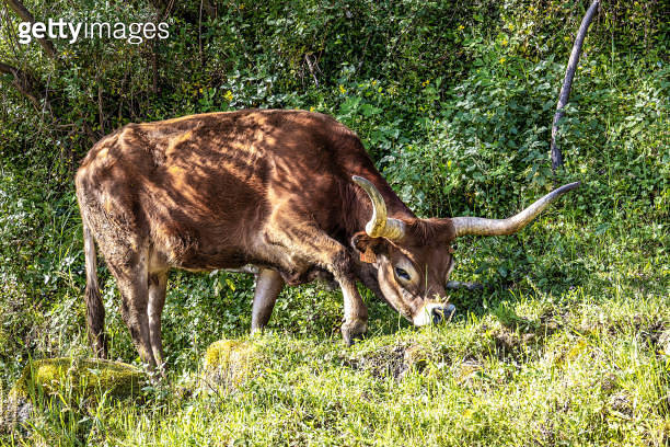 The Cachena cow in Nationalpark Peneda-Geres in North Portugal, a ...
