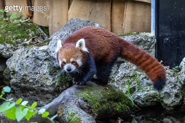 The red panda, Ailurus fulgens, also called the lesser panda. 이미지 ...