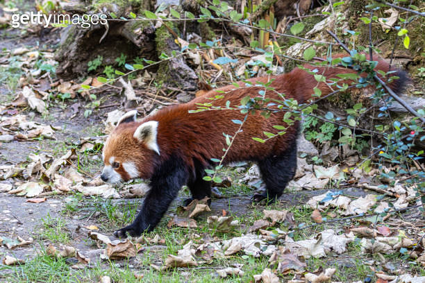 The red panda, Ailurus fulgens, also called the lesser panda. 이미지 ...
