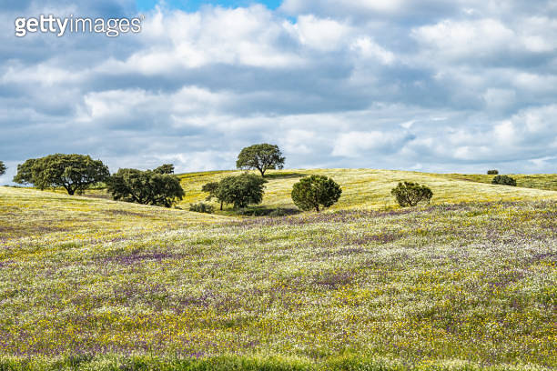 Beautiful landscape with wildflower meadows in Parque Natural do Vale ...