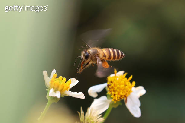 bee collecting pollen. Worker bees are searching for nectar in wild ...