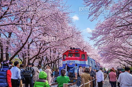 Cherry blossom and train in spring in Korea is the popular cherry ...