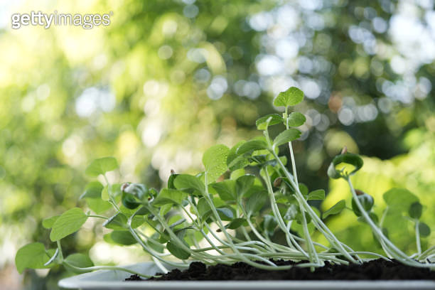 Green Growing cantaloupe sapping plant with dark brown solid 이미지 ...