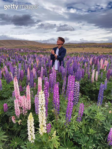 Capture the joy of tourists exploring New Zealand's picturesque lupin ...