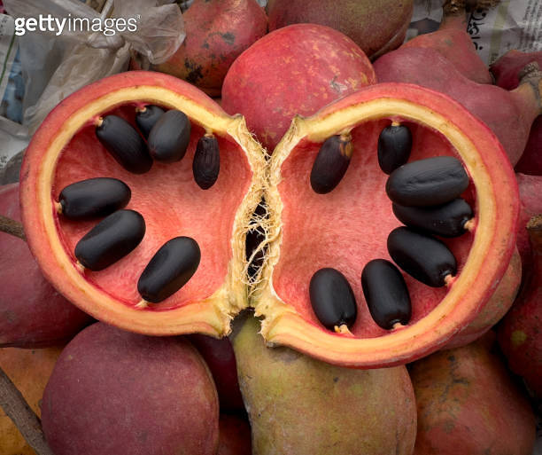 Scarlet Pods of the Java Olive. Close-up of Sterculia foetida fruit and ...