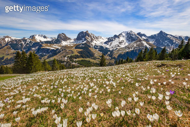 rocus flowers on the alps pass Gurnigel with snow mountain peaks ...