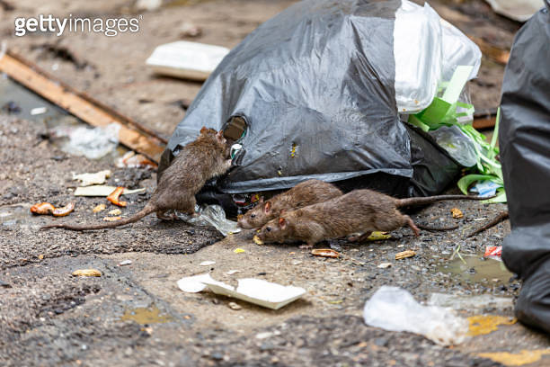Three dirty, shaggy, skinny rats ate garbage next to each other ...