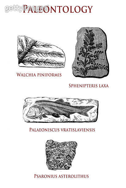vintage paleontology illustration of fossilized plants and animals ...
