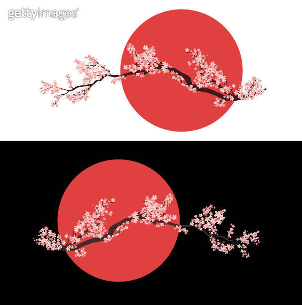 japanese red sun and long sakura blossom branch vector design set 이미지 ...