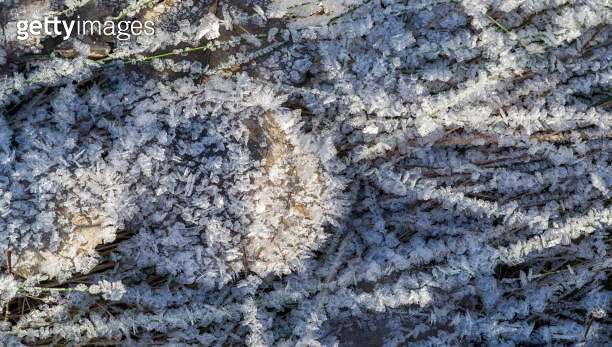 Texture background, pattern. Frost on the sprigs of grass. a deposit of ...