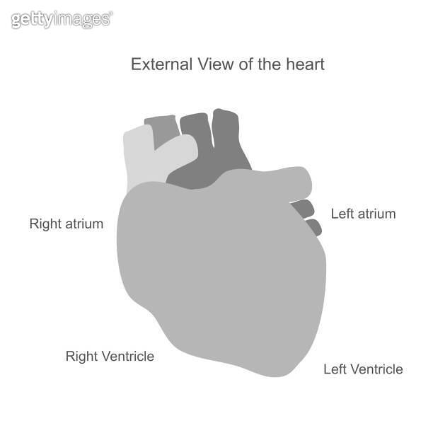 The picture shows an external view of the heart that represents four ...