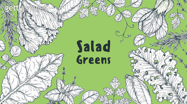 Salad greens sketch set. Hand drawn vector illustration. Cooking salad ...