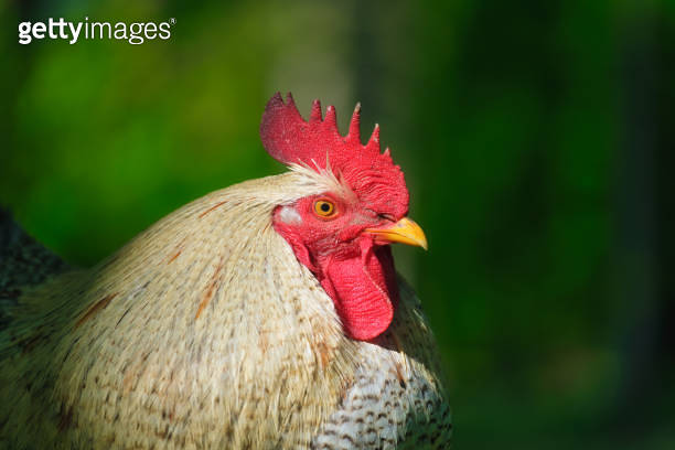 Portrait of a rooster. Brightly colored crest on the head of a rooster ...