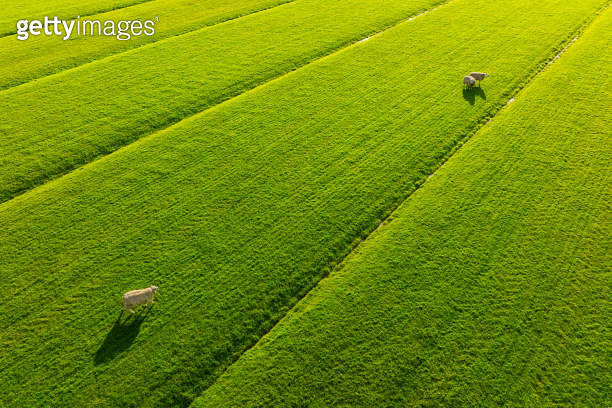 View from drone on the sheep. Sheep grazing on the meadow. Agriculture and animal husbandry ...