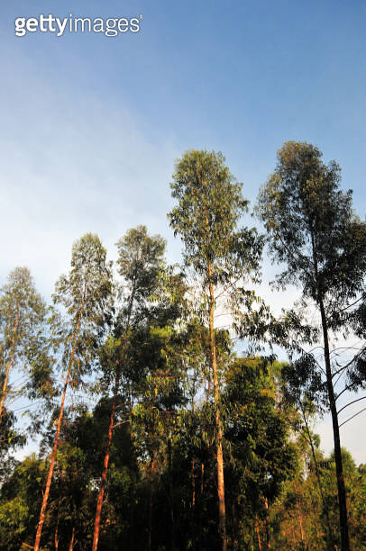 Eucalyptus forest, Gakenke, Rwanda 이미지 (2006185227) - 게티이미지뱅크