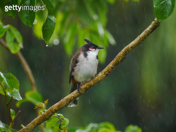 Bulbul bird perching on diagonal tree branch in rain (2156759755) - 게티이미지뱅크