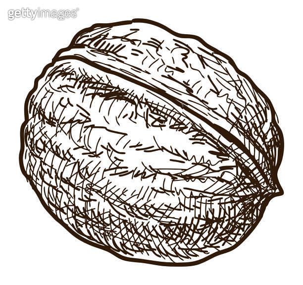 Walnut,whole,round,sketch,delicious healthy food, vector hand drawing ...