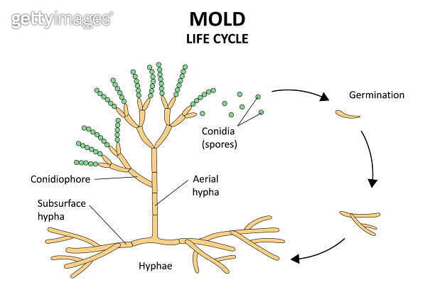 Mold life cycle. Diagram. 이미지 (2154403370) - 게티이미지뱅크