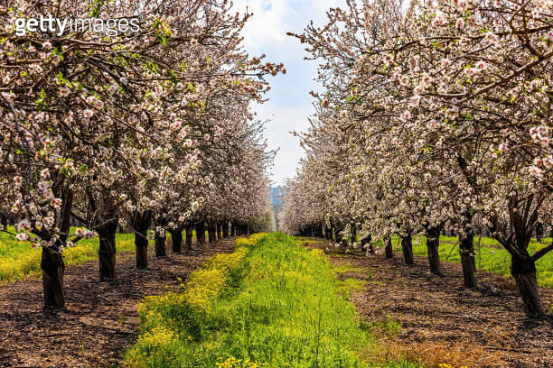 The rees grow in even rows 이미지 (2080841665) - 게티이미지뱅크