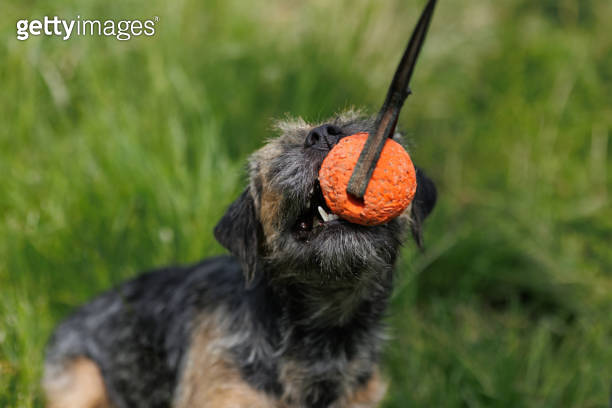 Dog is playing on the grass. A border terrier pulls a toy rubber ball ...