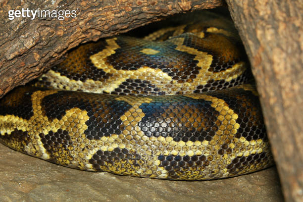 The burmese python is snake skin and animal pattern 이미지 (2159541732 ...