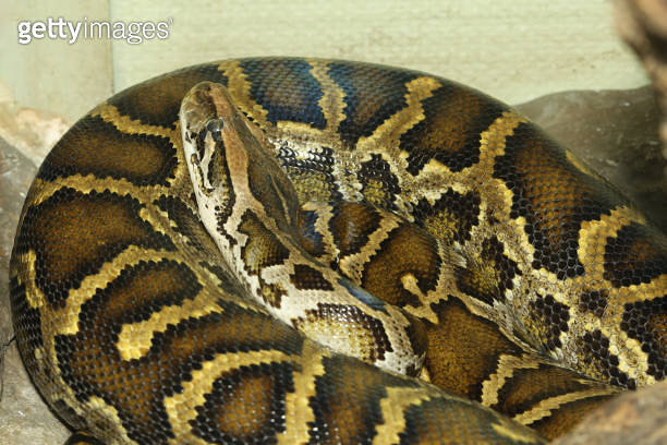 Head burmese python in body on stick tree at thailand (2159541742) - 게티 ...