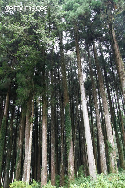 Old Big tree at Alishan national park area in Taiwan. (1927651371) - 게티 ...