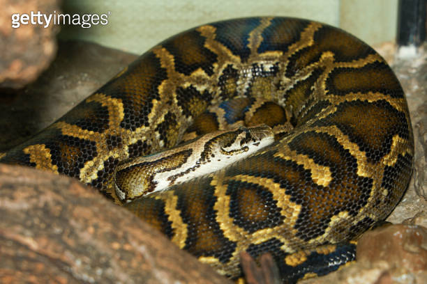 Head burmese python in body on stick tree at thailand (2187155101) - 게티 ...