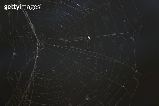 Spider web on the dock pier harbor sailing boat in water. sunlight ...