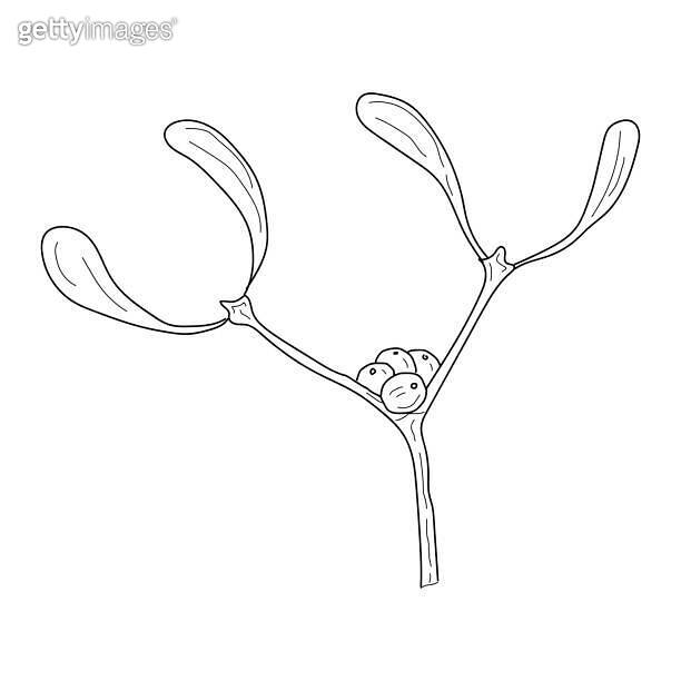 Mistletoe sketch drawing illustration. Carob tree nature linear style ...