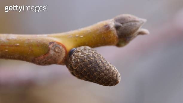 The delicacy and texture of walnut buds, male flower buds of Carpathian ...