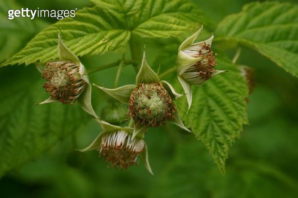 The transformation of raspberry flowers into fruit; macro photo of the ...