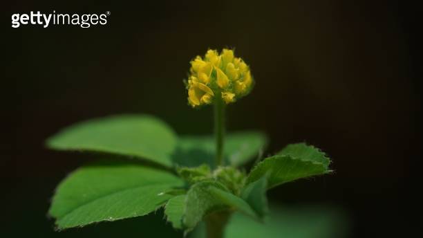 The delicacy and beauty of the little hop clover or lesser trefoil ...