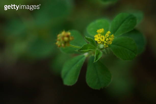 The delicacy and beauty of the little hop clover or lesser trefoil ...
